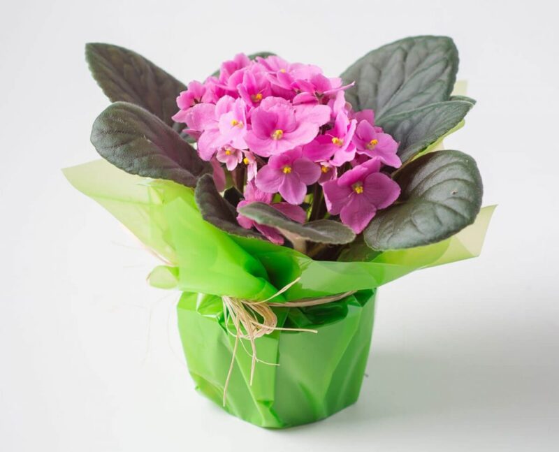 Violetas: Acelere O Crescimento E Aumente O Florescimento