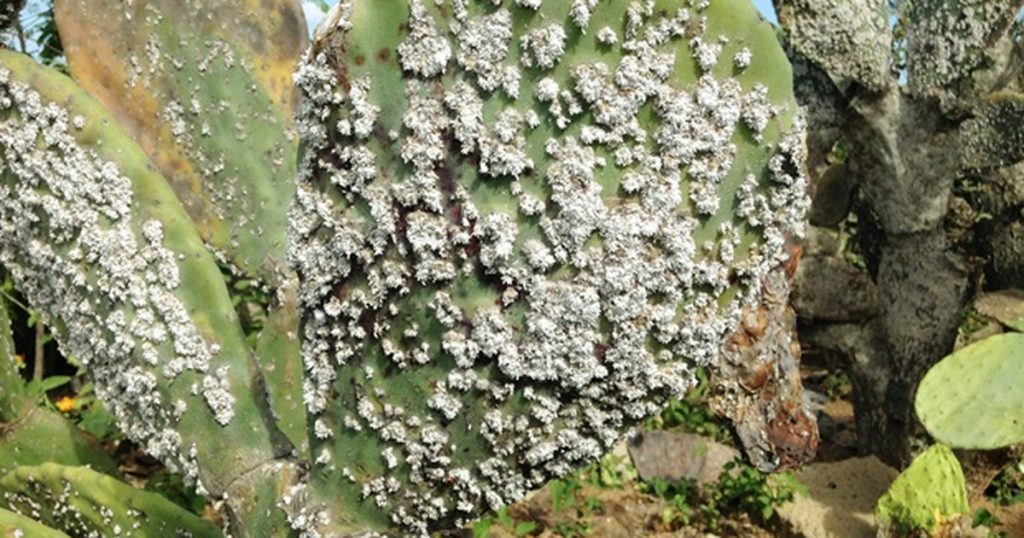 Cochonilha: Como Acabar De Uma Vez Por Todas Com Essa Praga