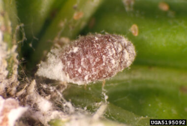 Cochonilha: Como Acabar De Uma Vez Por Todas Com Essa Praga