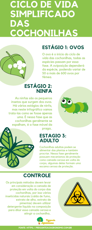 Cochonilha: Como Acabar De Uma Vez Por Todas Com Essa Praga