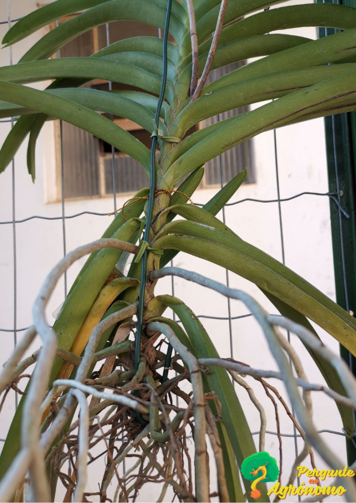 Como Cultivar Orquídea Vanda: Tudo O Que Você Precisa Saber