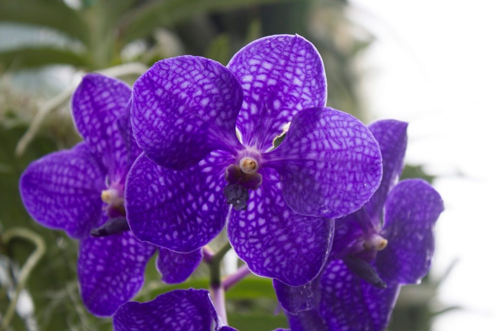 Como cultivar orquídea Vanda: Tudo o que você precisa saber