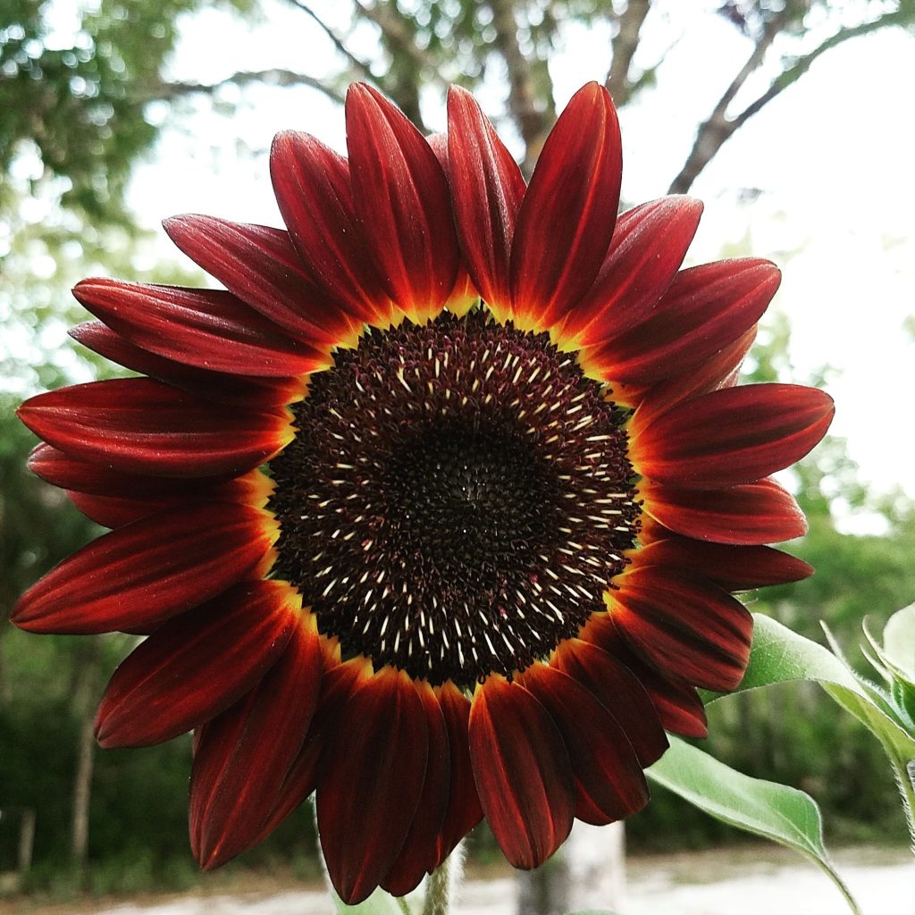 Girassol: Benefícios, Curiosidades e Dicas de Cultivo