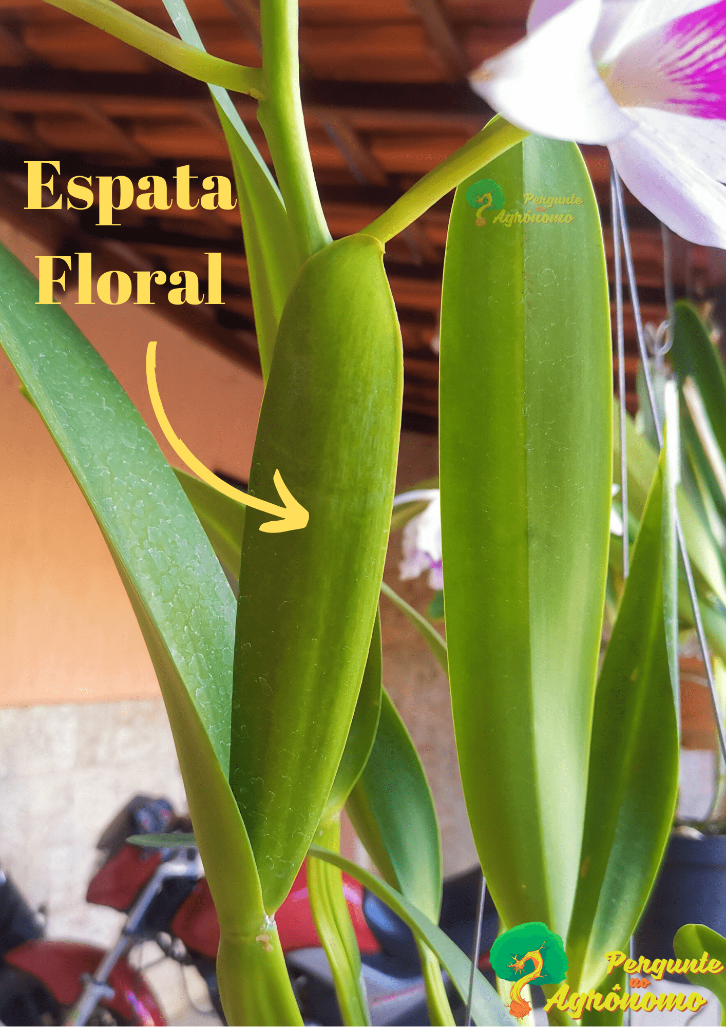 Como Cultivar Cattleya Purpurata (Ex Laelia Purpurata)