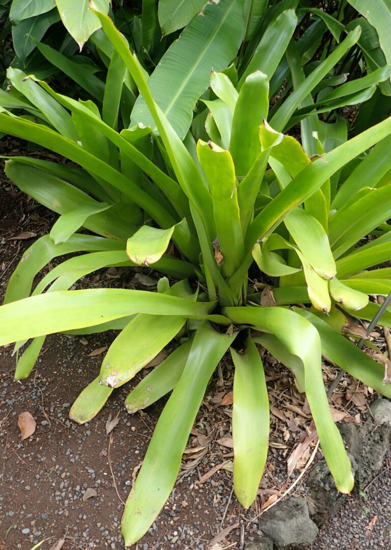 Como Cultivar Bromélias:11 Ideias Incríveis Para Utilizá-Las