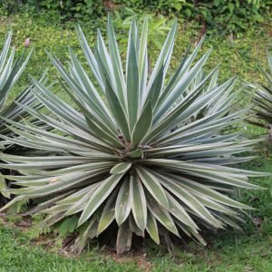 +100 Tipos De Suculentas: Identifique E Aprenda A Cultivar