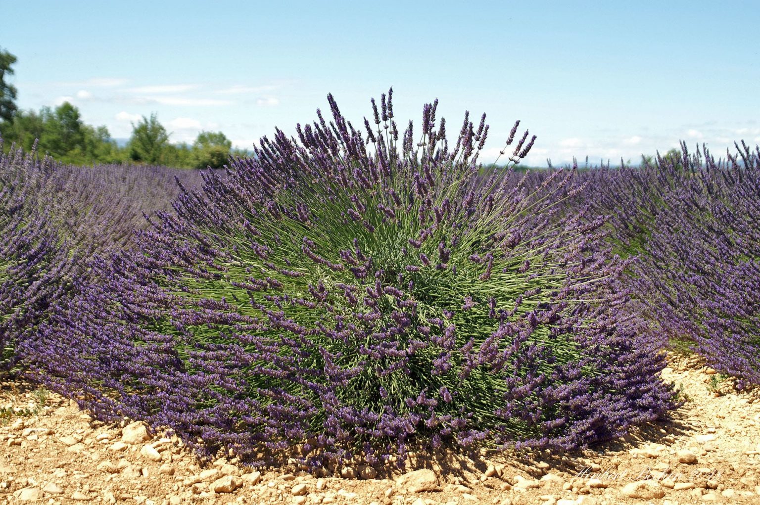 Lavanda: Como Cultivar, 5 Principais Tipos E Benefícios