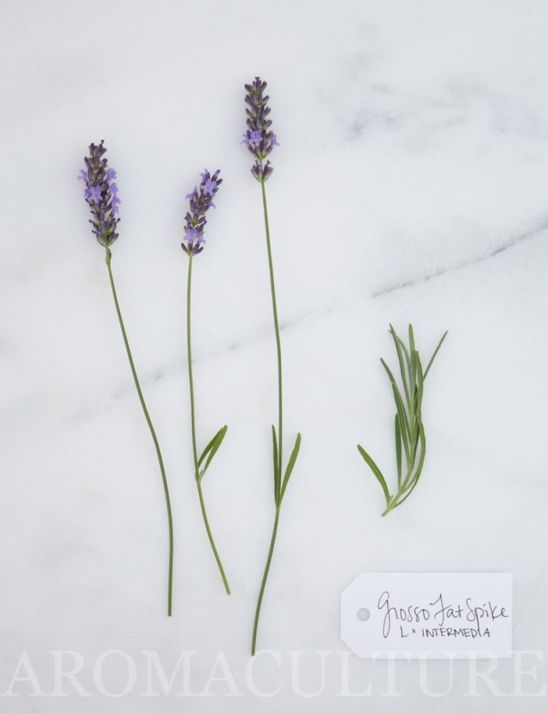 Lavanda: Como Cultivar, 5 Principais Tipos E Benefícios