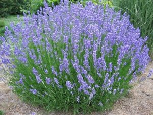 Lavanda: Como Cultivar, 5 Principais Tipos E Benefícios