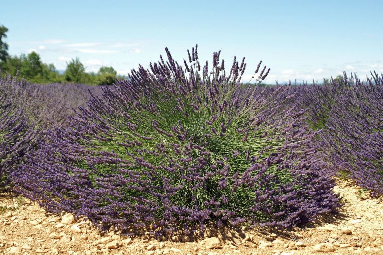 Lavanda: Como Cultivar, 5 Principais Tipos E Benefícios
