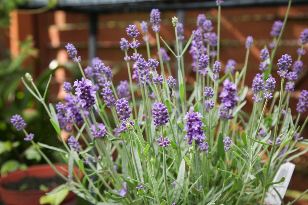 Lavanda: Como Cultivar, 5 Principais Tipos E Benefícios
