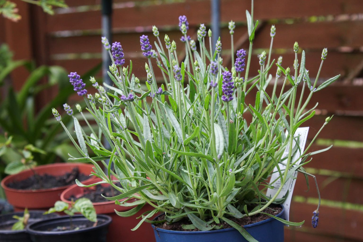 Lavanda: Como Cultivar, 5 Principais Tipos E Benefícios