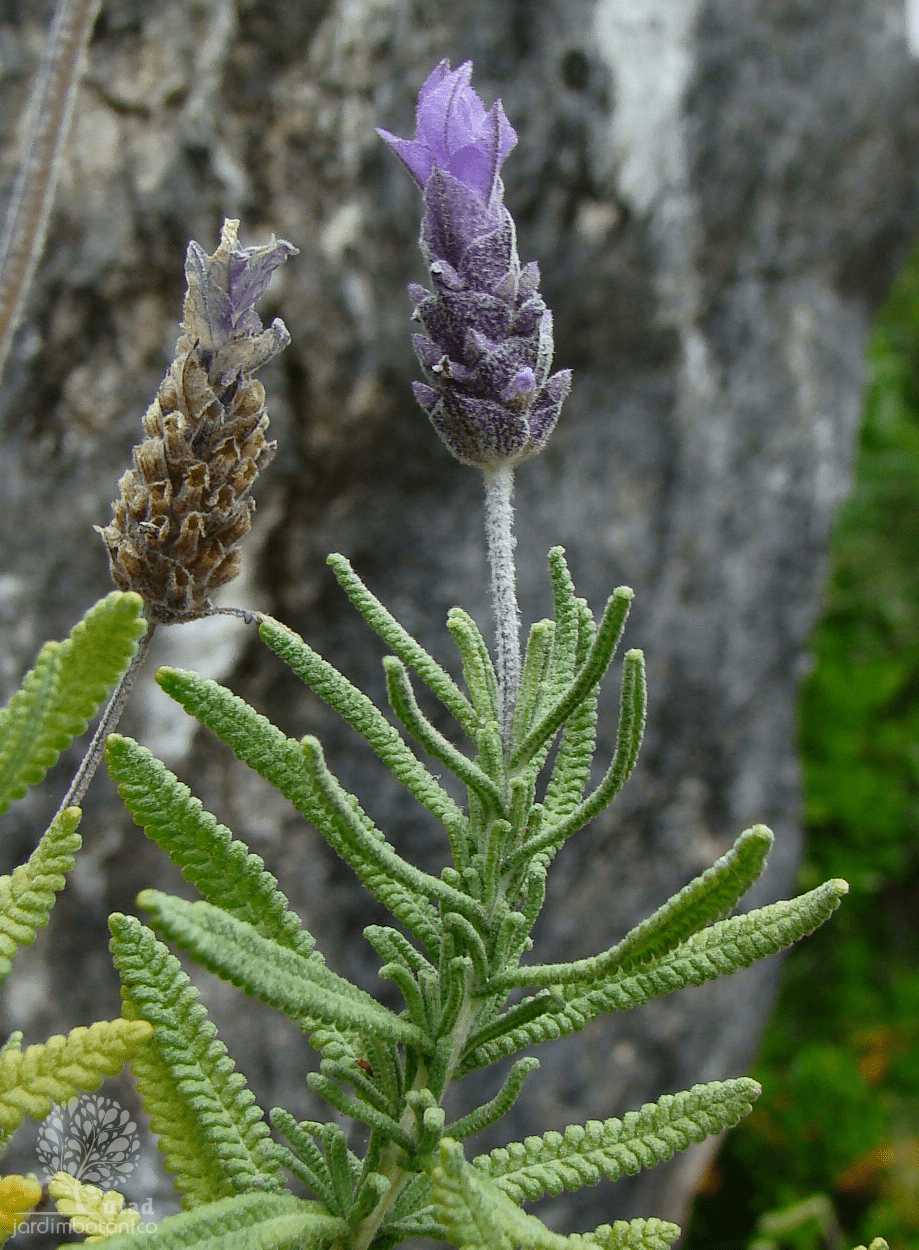 Lavanda: Como Cultivar, 5 Principais Tipos E Benefícios
