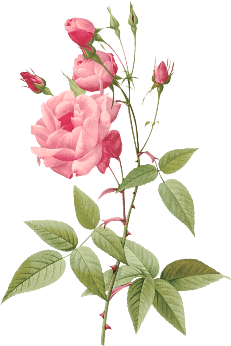 Rosas: Tudo Sobre Cultivo, Tipos, Cores, Como Fazer A Poda