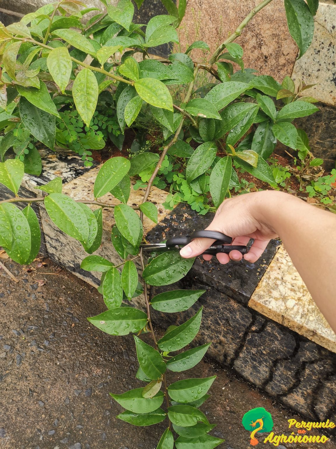 10 Incríveis Benefícios Da Ora-pro-nóbis E Como Cultivá-la 10 Incríveis Benefícios Da Ora-pro-nóbis E Como Cultivá-la