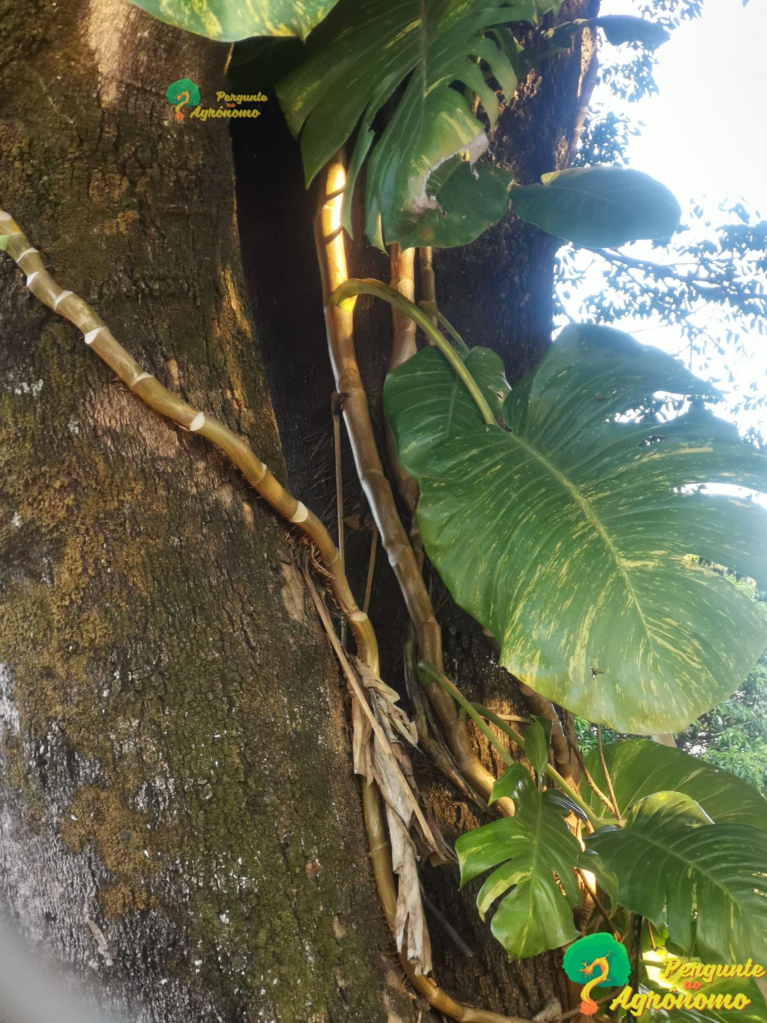 Planta Jiboia: 4 Problemas Comuns E Tudo Sobre O Cultivo