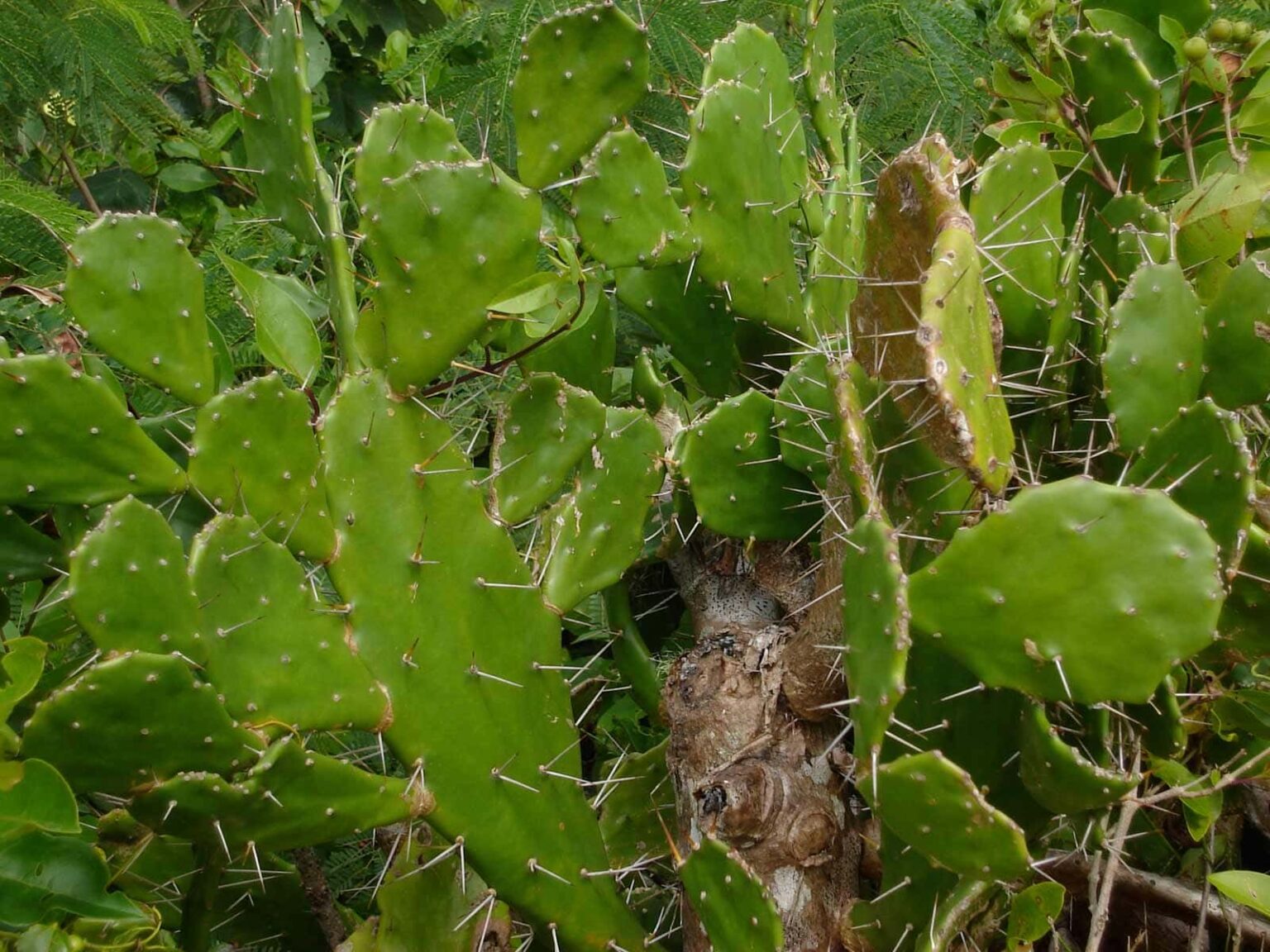 Cochonilha: Como Acabar De Uma Vez Por Todas Com Essa Praga
