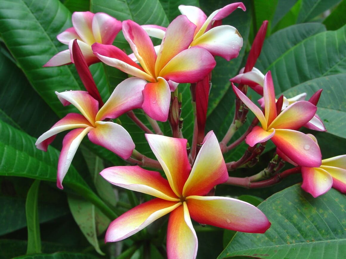 Jasmim-Manga: Como Cultivar, 8 Ideias Para Jardim E Tipos