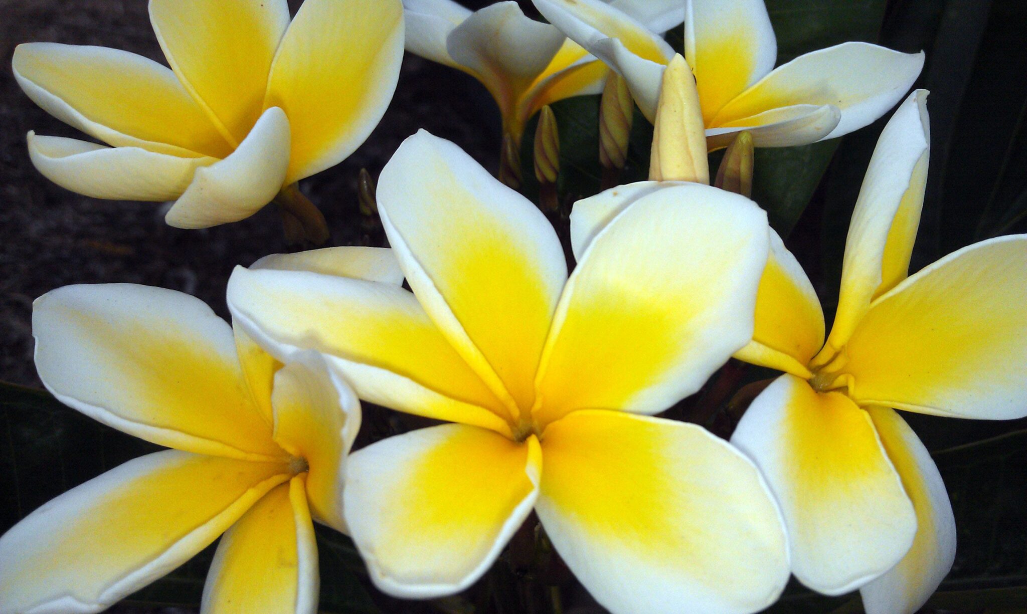 Jasmim-Manga: Como Cultivar, 8 Ideias Para Jardim E Tipos