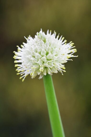 4 Dicas Para Ter Cebolinhas Grandes E Grossas