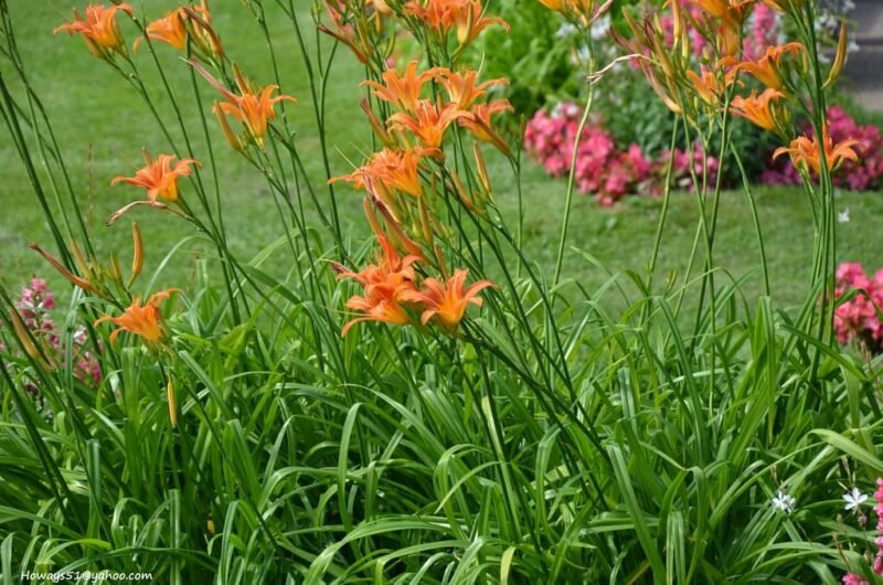 Como Cultivar Lírios: 7 formas de propagação, tipos e cores