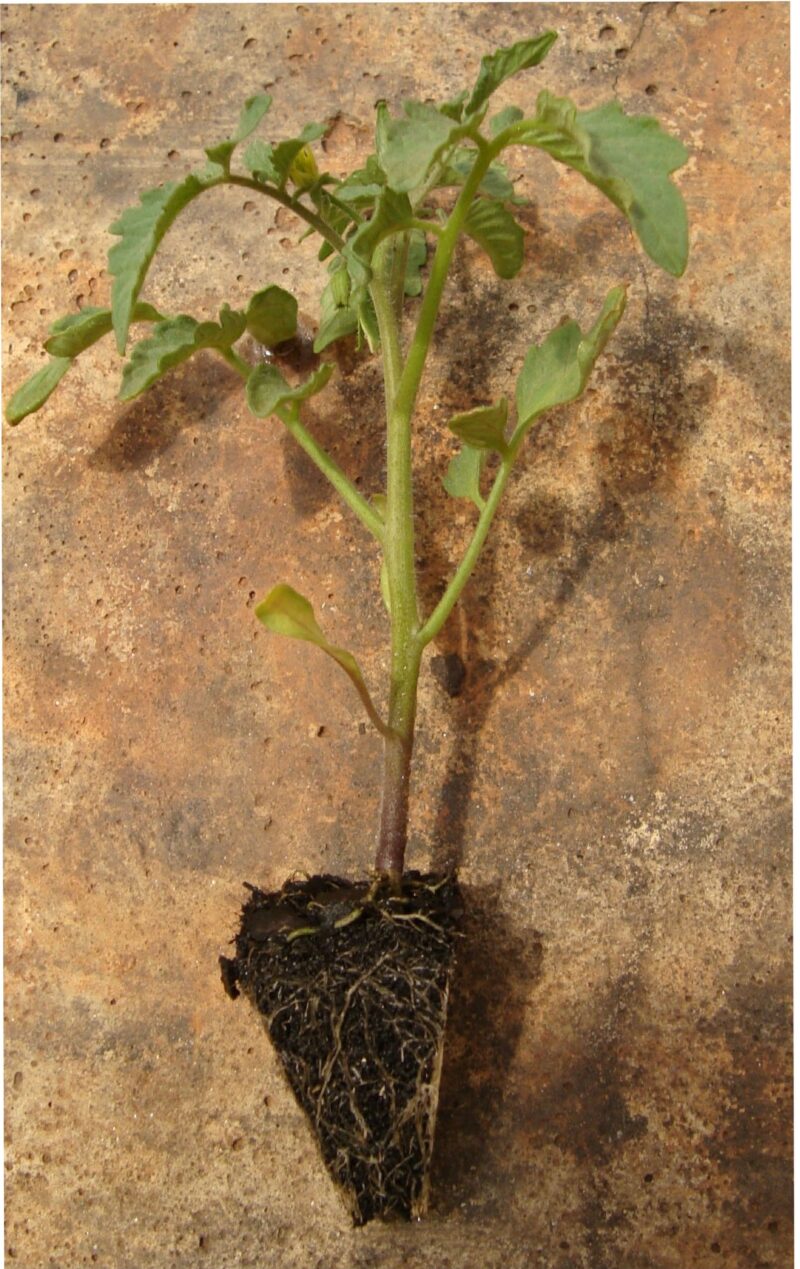 Como Cultivar Tomates: Conheça 5 Espécies Incomuns