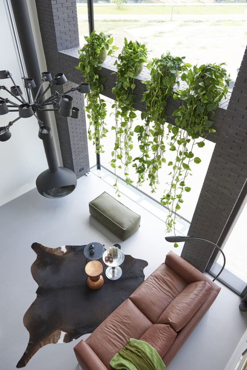 Planta Jiboia: 4 Problemas Comuns E Tudo Sobre O Cultivo