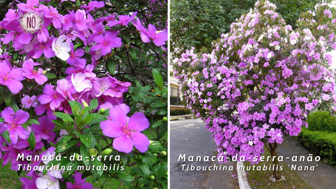 Como Cultivar Manacá-da-Serra E 8 Inspirações Incríveis