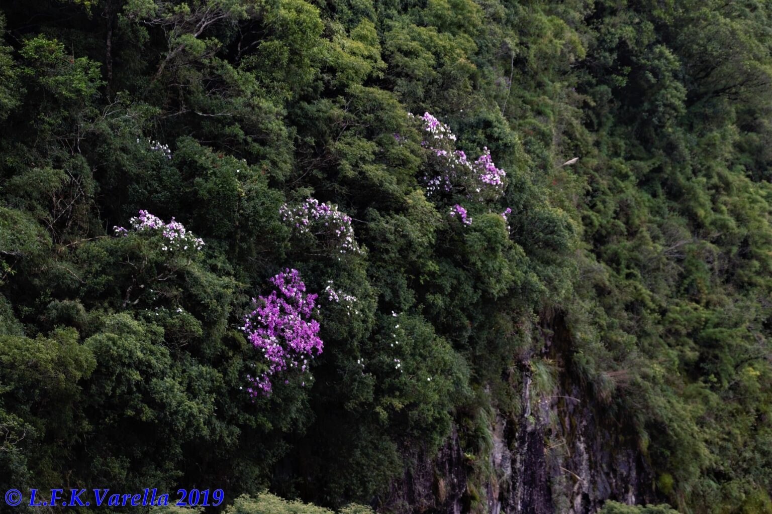 Como Cultivar Manacá-da-Serra E 8 Inspirações Incríveis