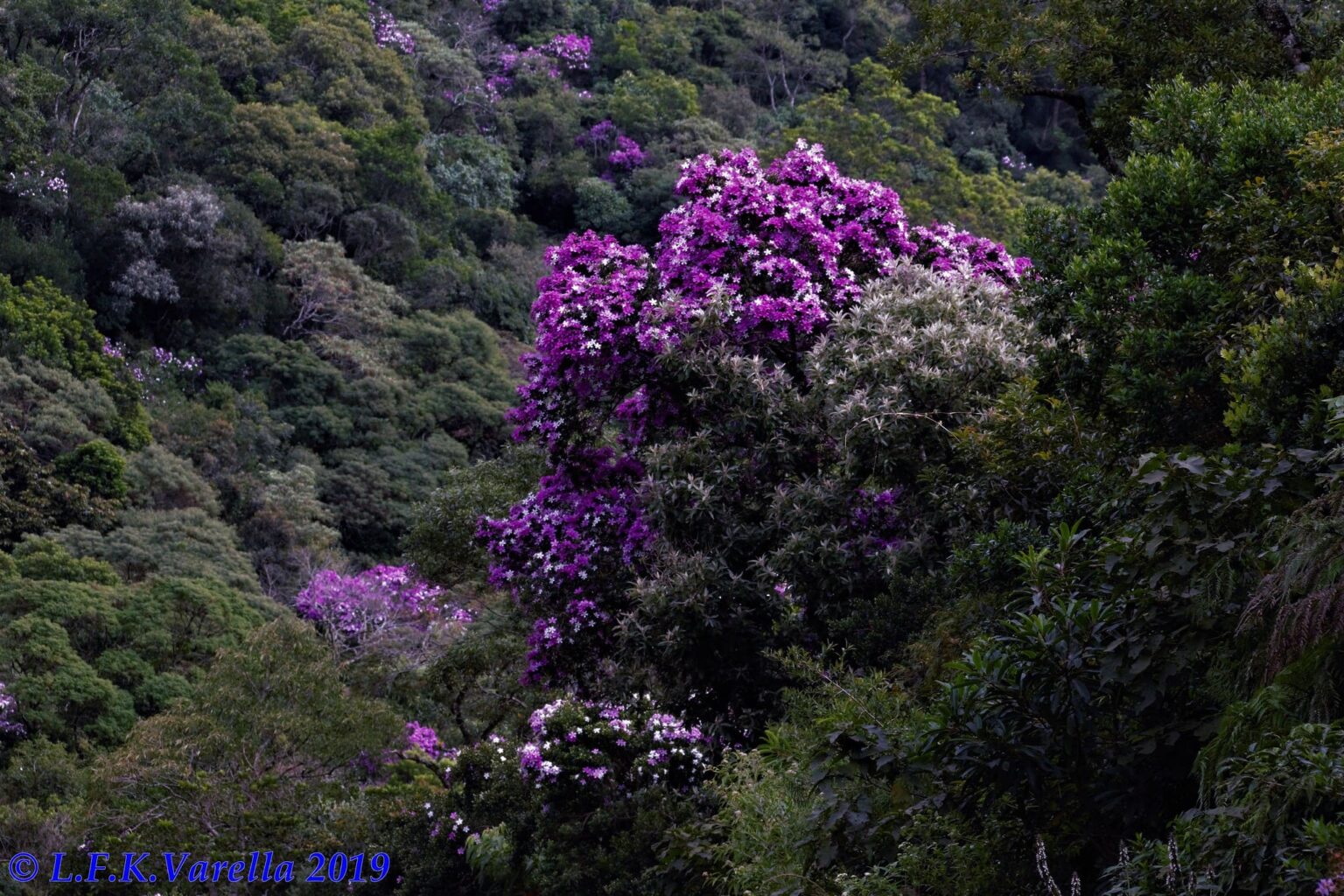 Como Cultivar Manacá-da-Serra E 8 Inspirações Incríveis