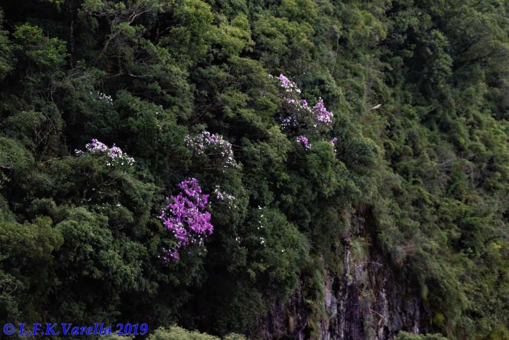 Como Cultivar Manacá-da-Serra E 8 Inspirações Incríveis