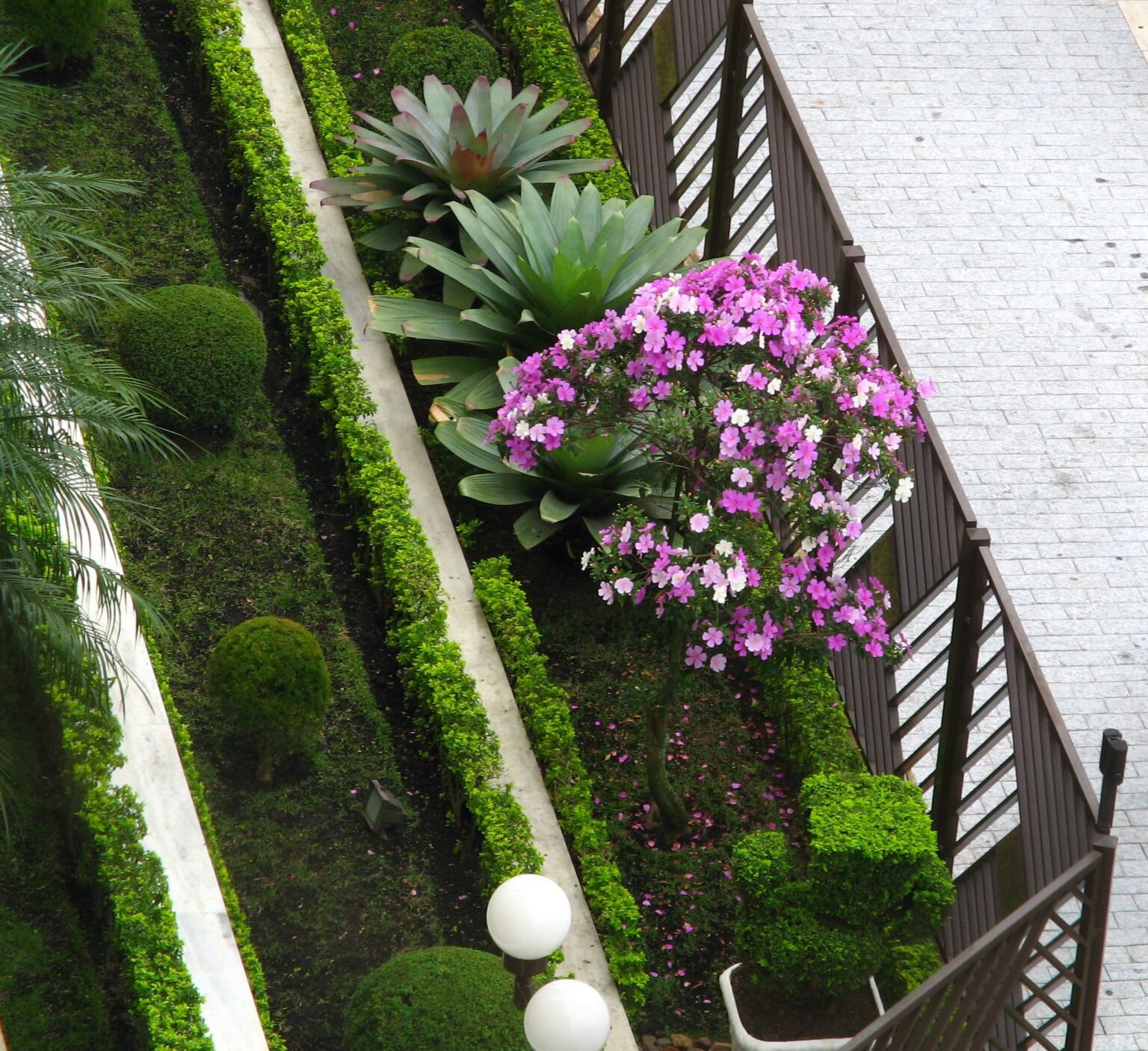 Como Cultivar Manacá-da-Serra E 8 Inspirações Incríveis