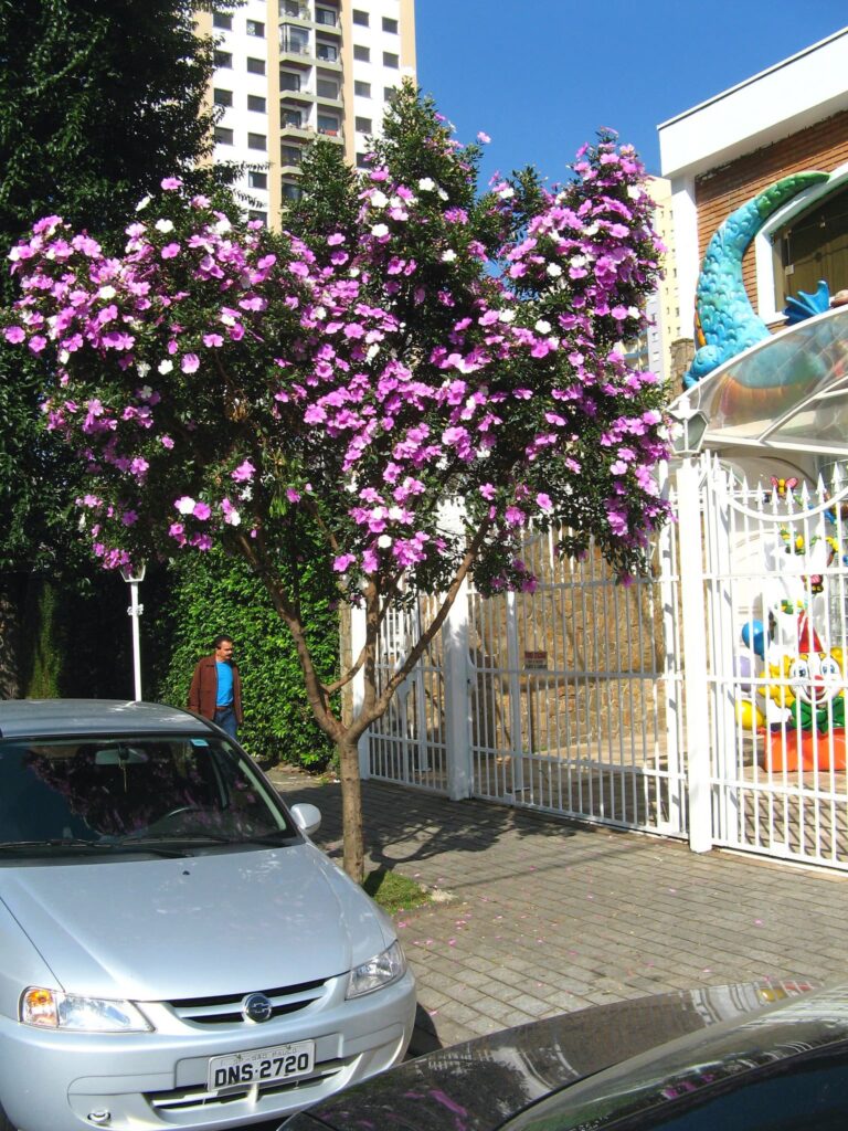 Como Cultivar Manacá-da-Serra E 8 Inspirações Incríveis