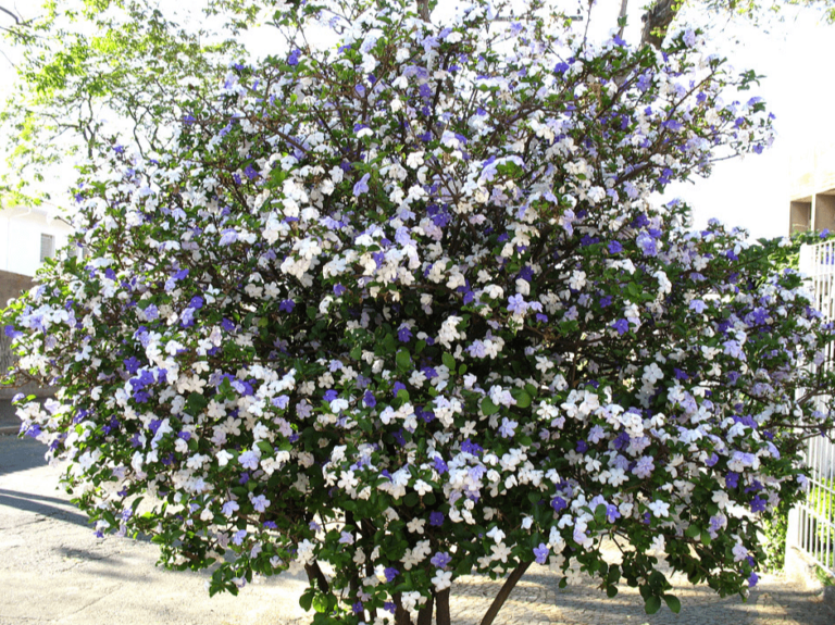 Como Cultivar Manacá-da-Serra E 8 Inspirações Incríveis