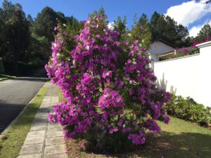 Como Cultivar Manacá-da-Serra E 8 Inspirações Incríveis