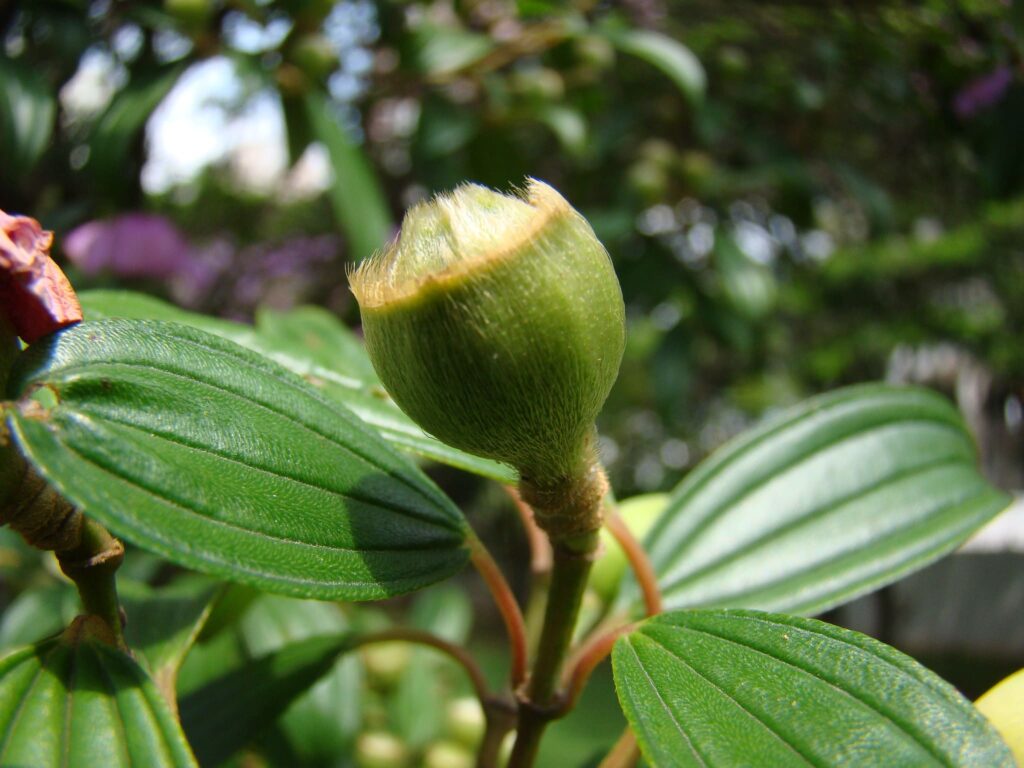 Como Cultivar Manacá-da-Serra E 8 Inspirações Incríveis