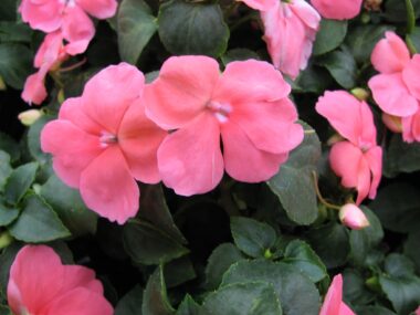 22 Tipos Da Planta Beijinho E Como Cultivar