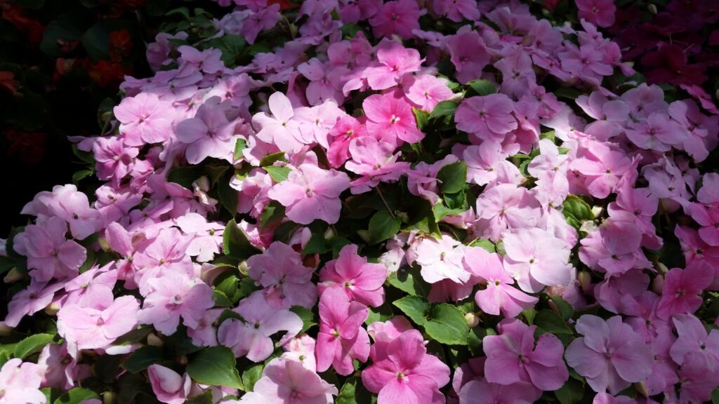 22 Tipos Da Planta Beijinho E Como Cultivar