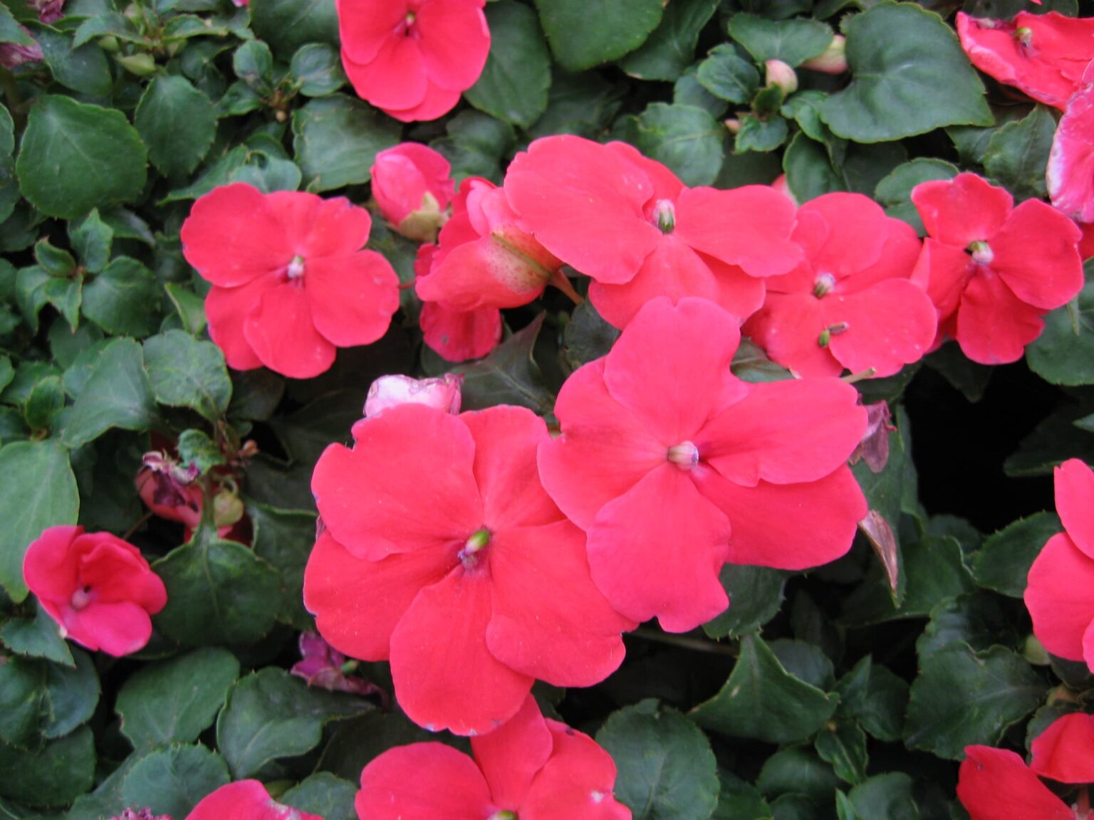 22 Tipos Da Planta Beijinho E Como Cultivar