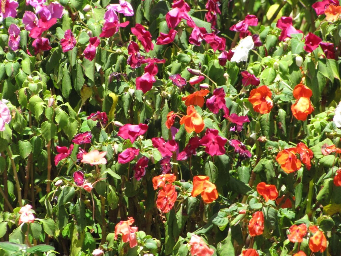 22 Tipos Da Planta Beijinho E Como Cultivar