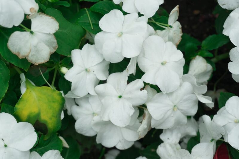 22 Tipos Da Planta Beijinho E Como Cultivar