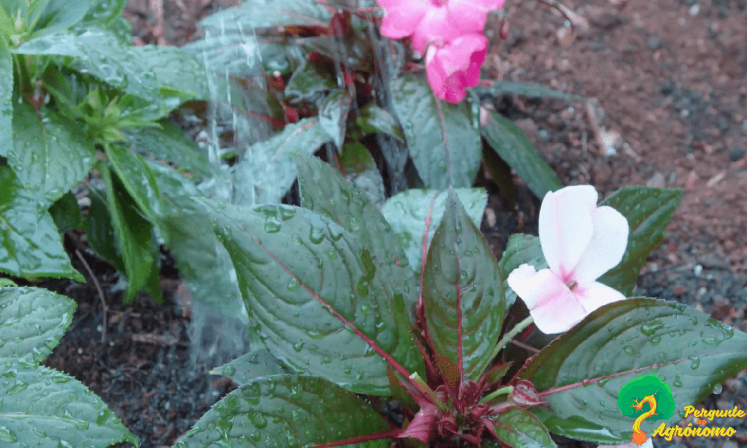 22 Tipos Da Planta Beijinho E Como Cultivar