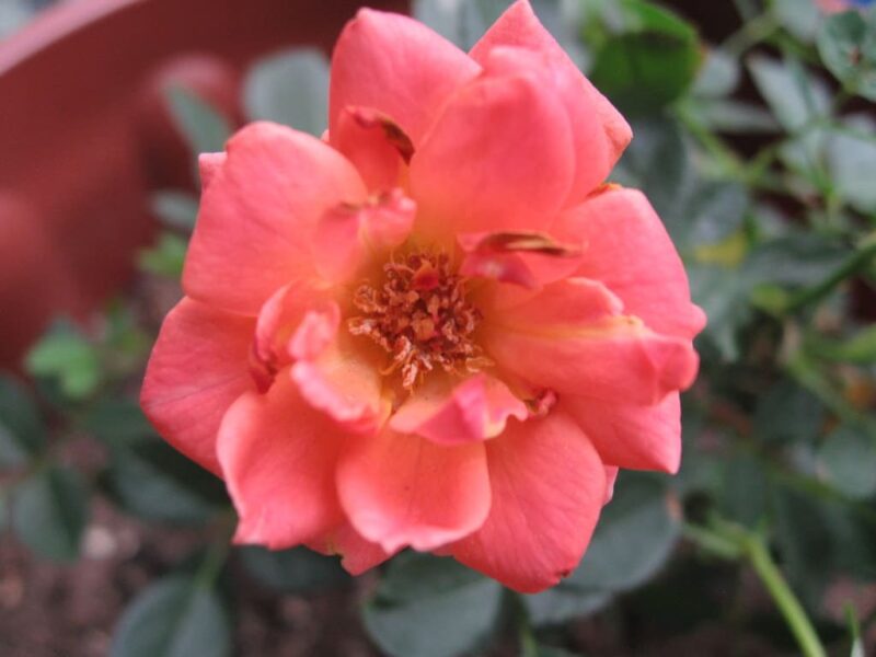 Como Cultivar Minirrosas: 3 Tipos E Tudo Sobre O Cultivo