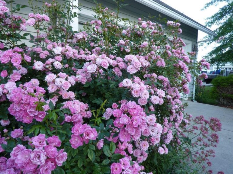 Como Cultivar Minirrosas: 3 Tipos E Tudo Sobre O Cultivo