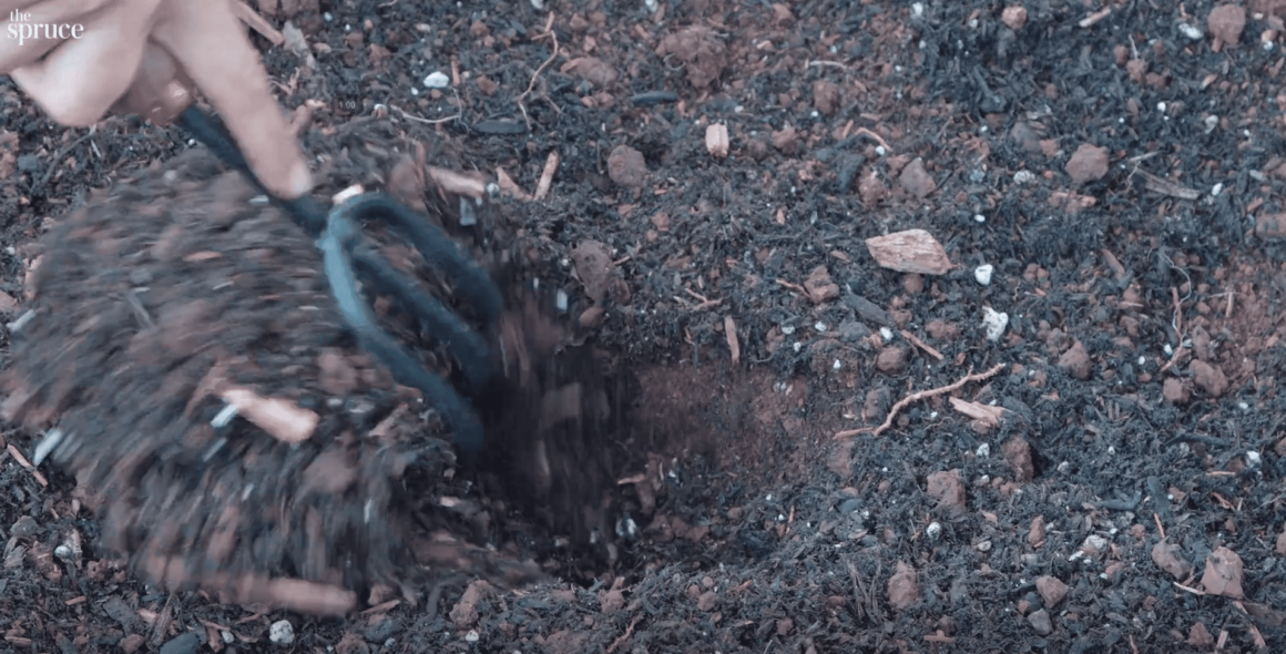 22 Tipos Da Planta Beijinho E Como Cultivar