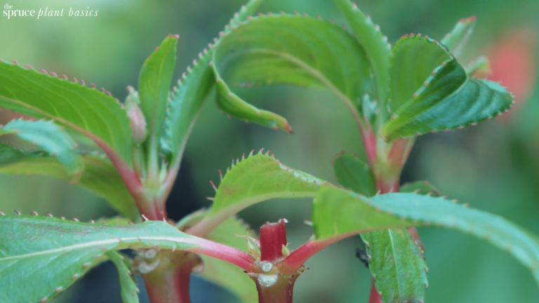 22 Tipos Da Planta Beijinho E Como Cultivar
