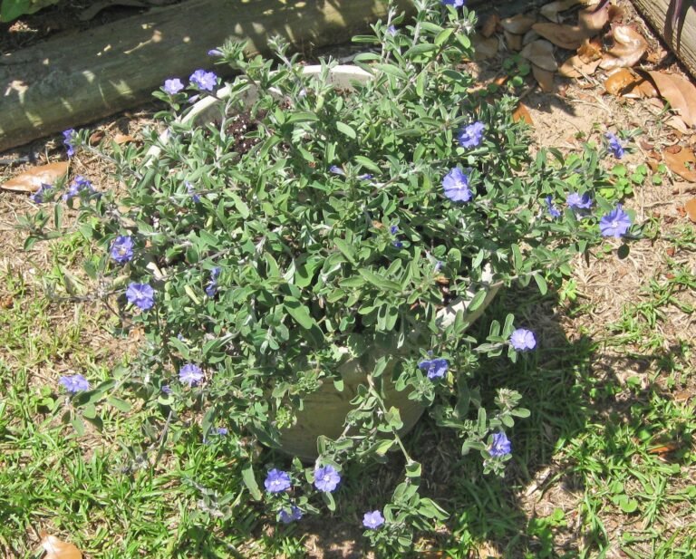 Como Cultivar Azulzinha: +20 Ideias Para Seu Jardim