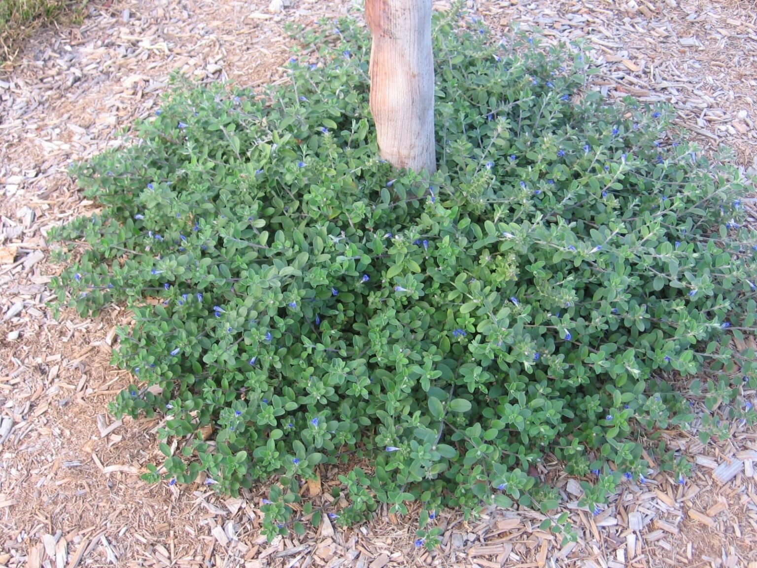 Como Cultivar Azulzinha: +20 Ideias Para Seu Jardim