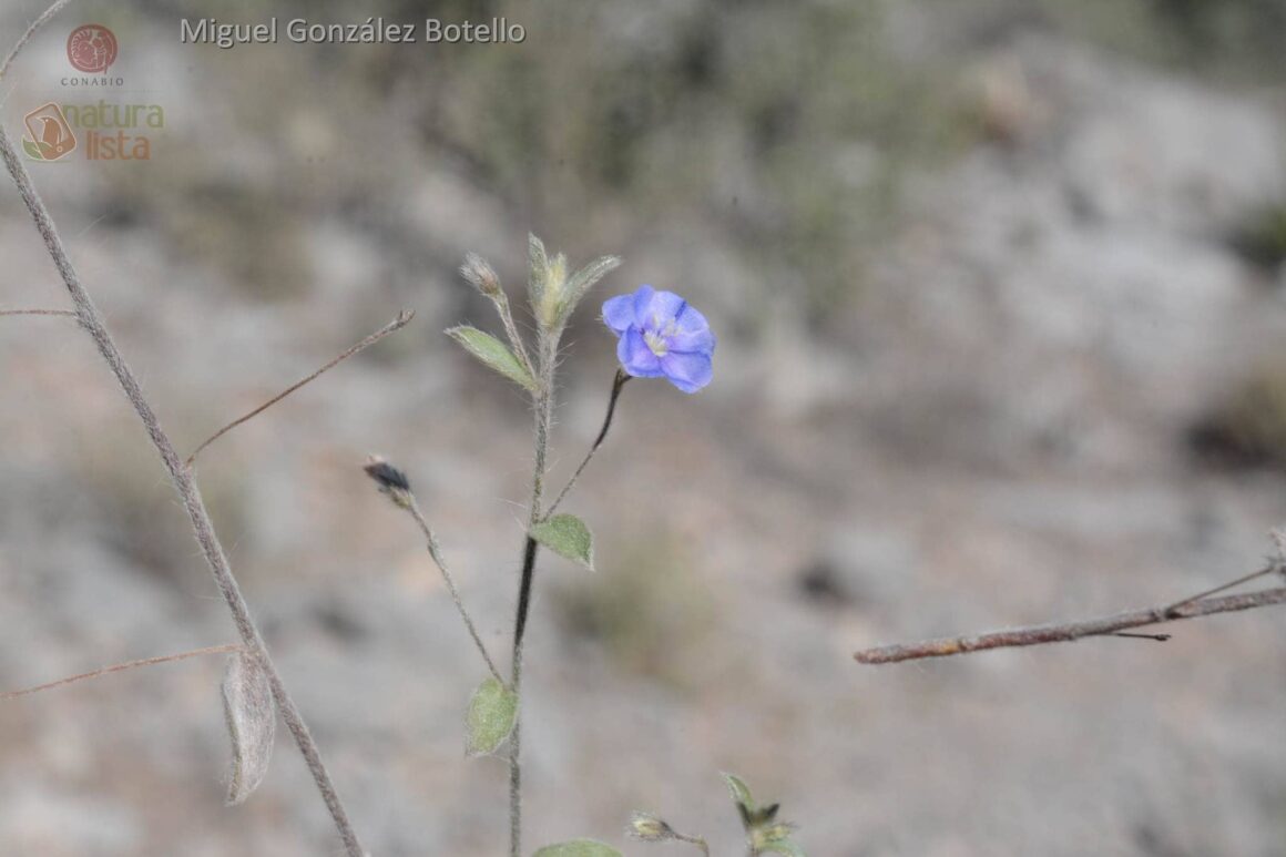 Como Cultivar Azulzinha: +20 Ideias Para Seu Jardim