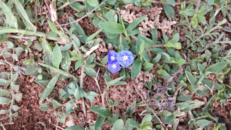 Como Cultivar Azulzinha: +20 Ideias Para Seu Jardim